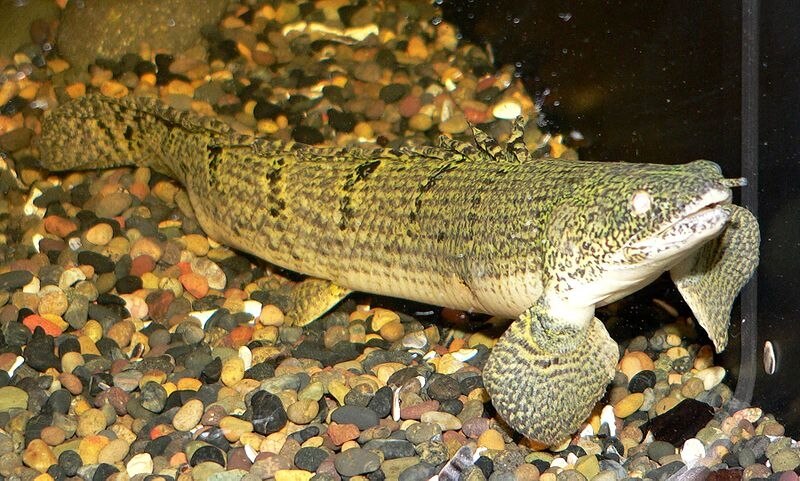 Fish find could cast light on 'watershed moment' by identifying the ...