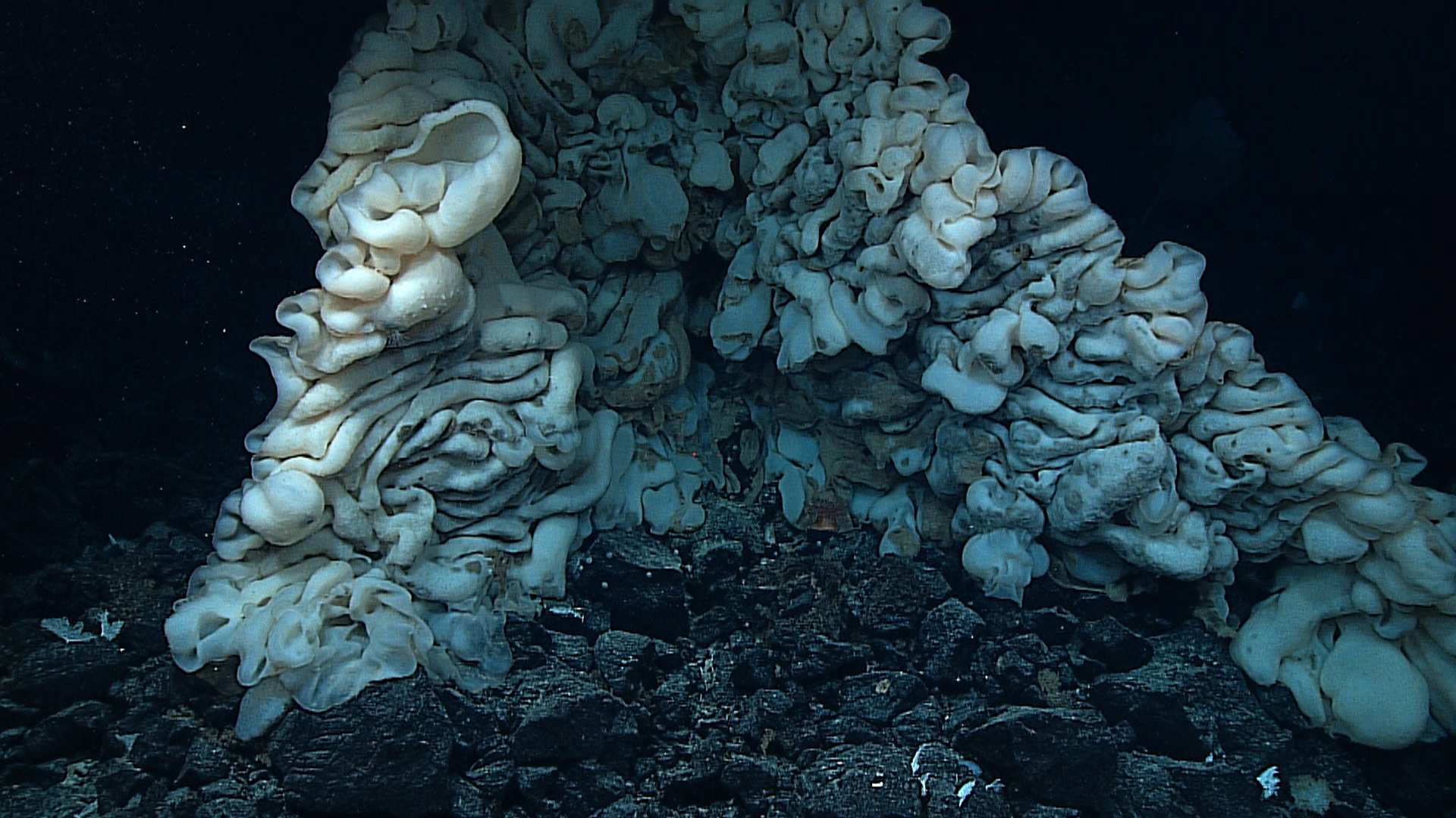 World's largest sea sponge found in Hawaii waters - ABC News