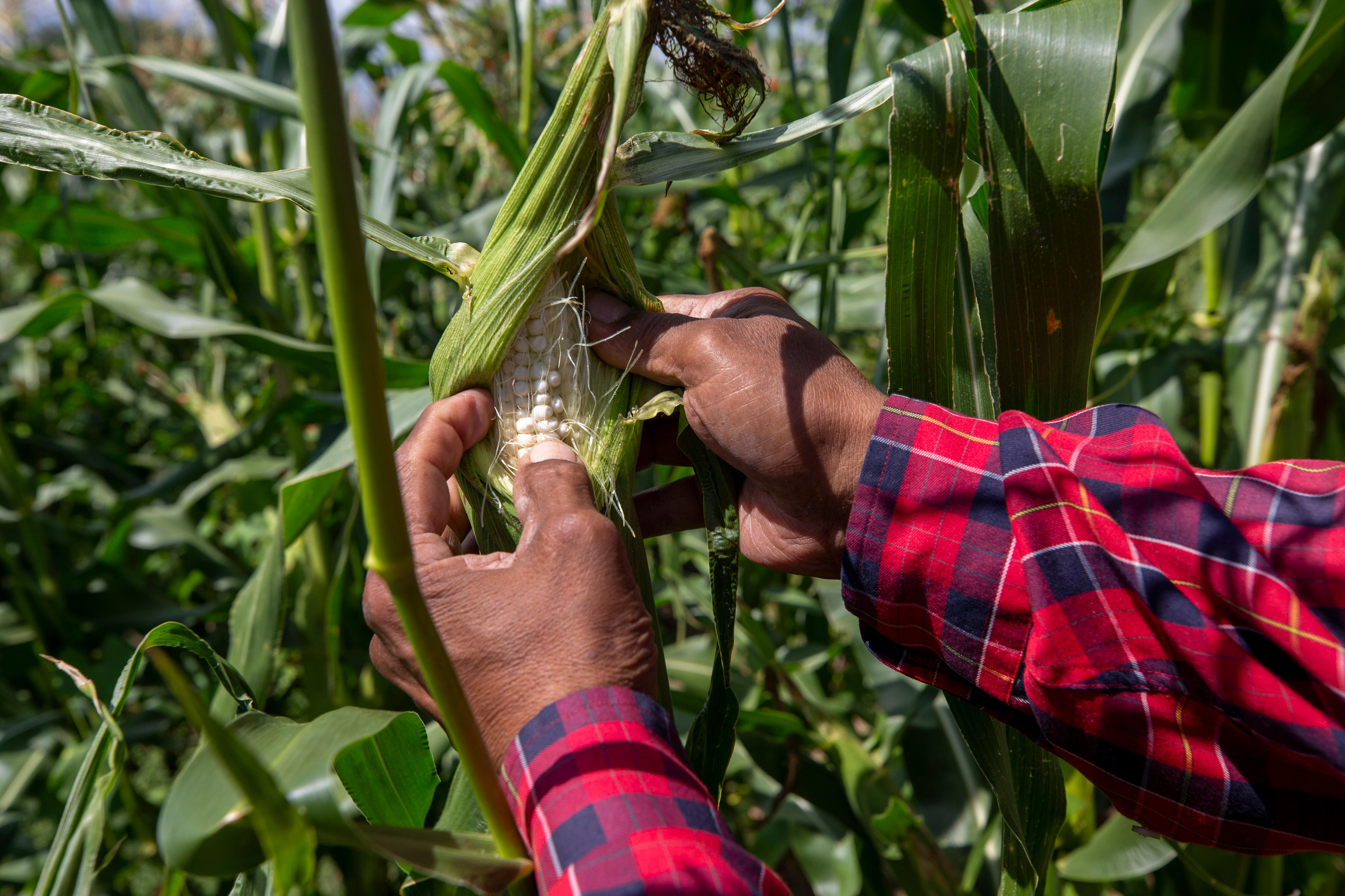 Tewa tribe in New Mexico seeks to adapt as climate change alters ...