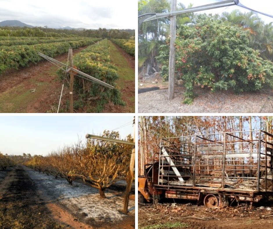 Central Queensland farmers prepare for fruitful season after fighting ...