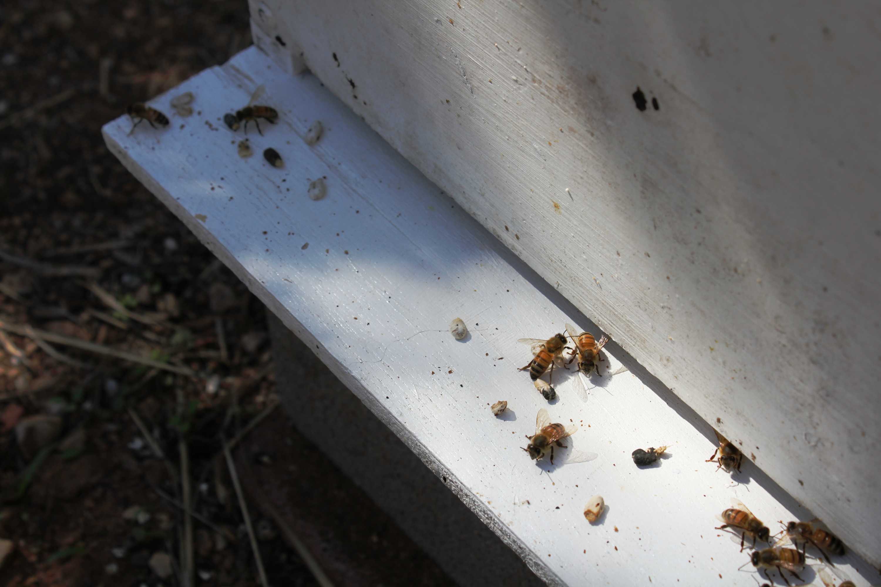 Bee disease chalkbrood takes hold in Alice Springs - ABC News