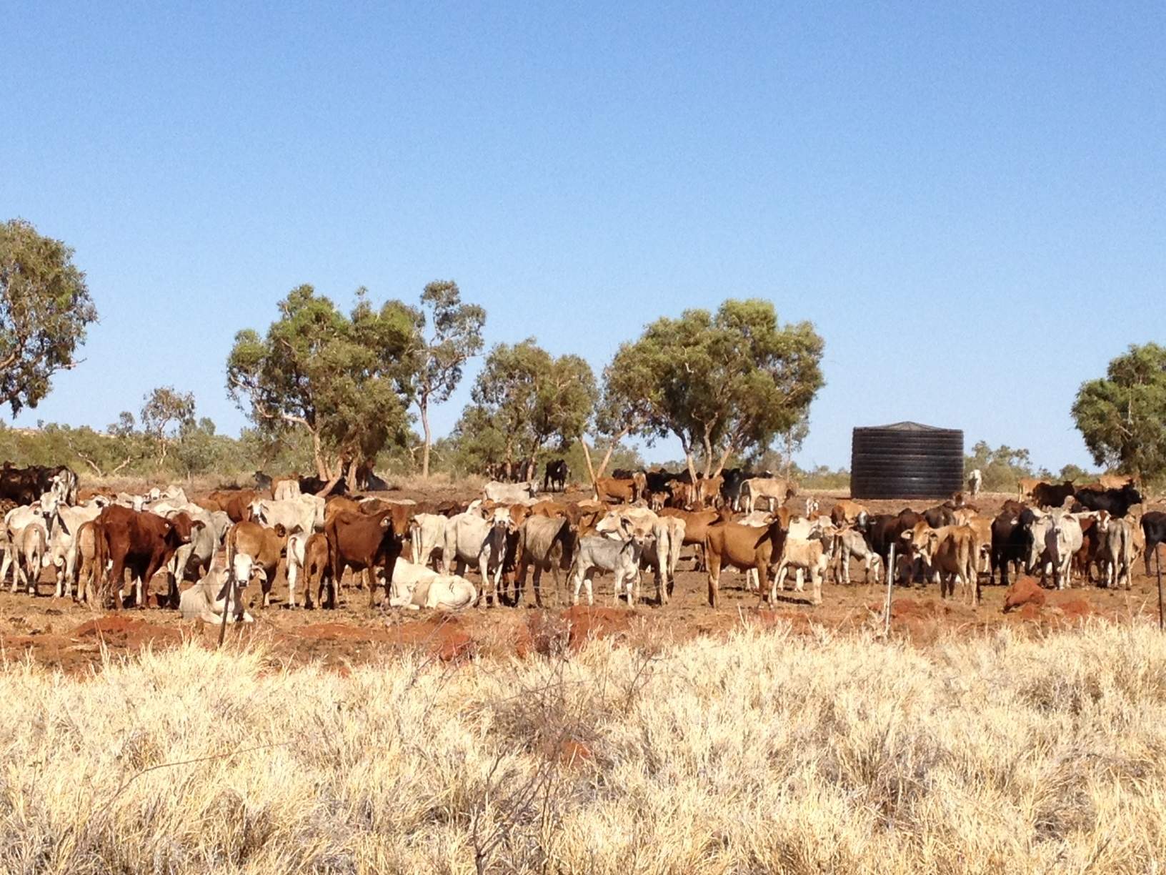 Live cattle export prices continue to soar - ABC News