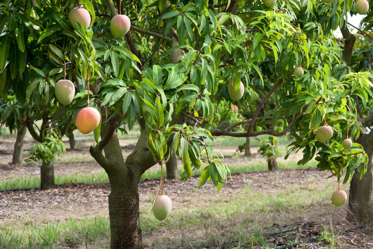 Mango producer Piñata Farms to plant an extra 20,000 trees in the ...