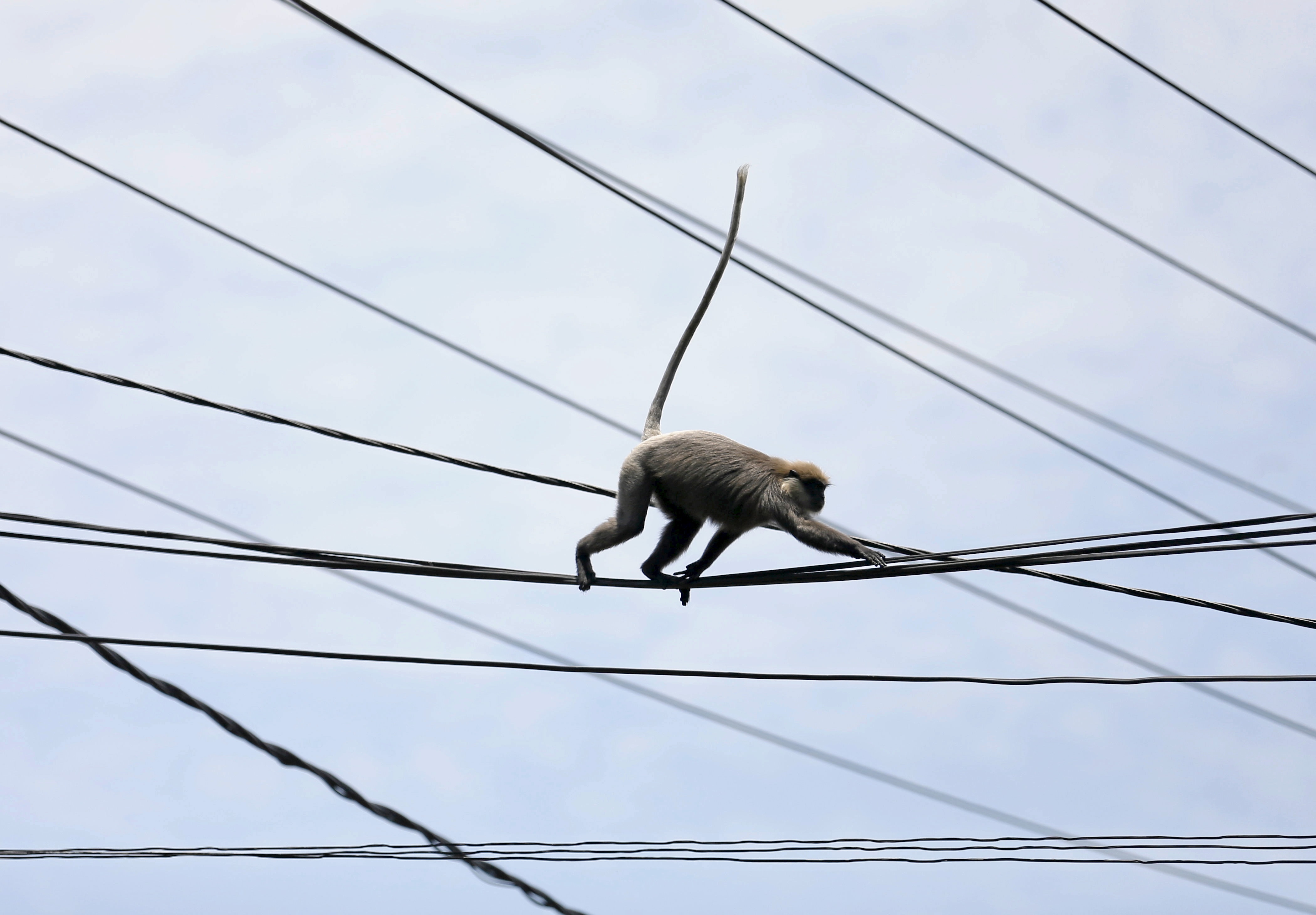 Nationwide blackout blamed on monkey that broke into Sri Lankan ...