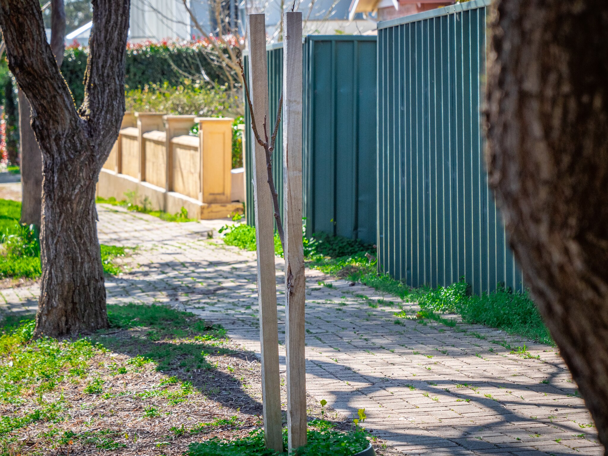 City of Burnside's historic first illegal tree removal prosecution ...