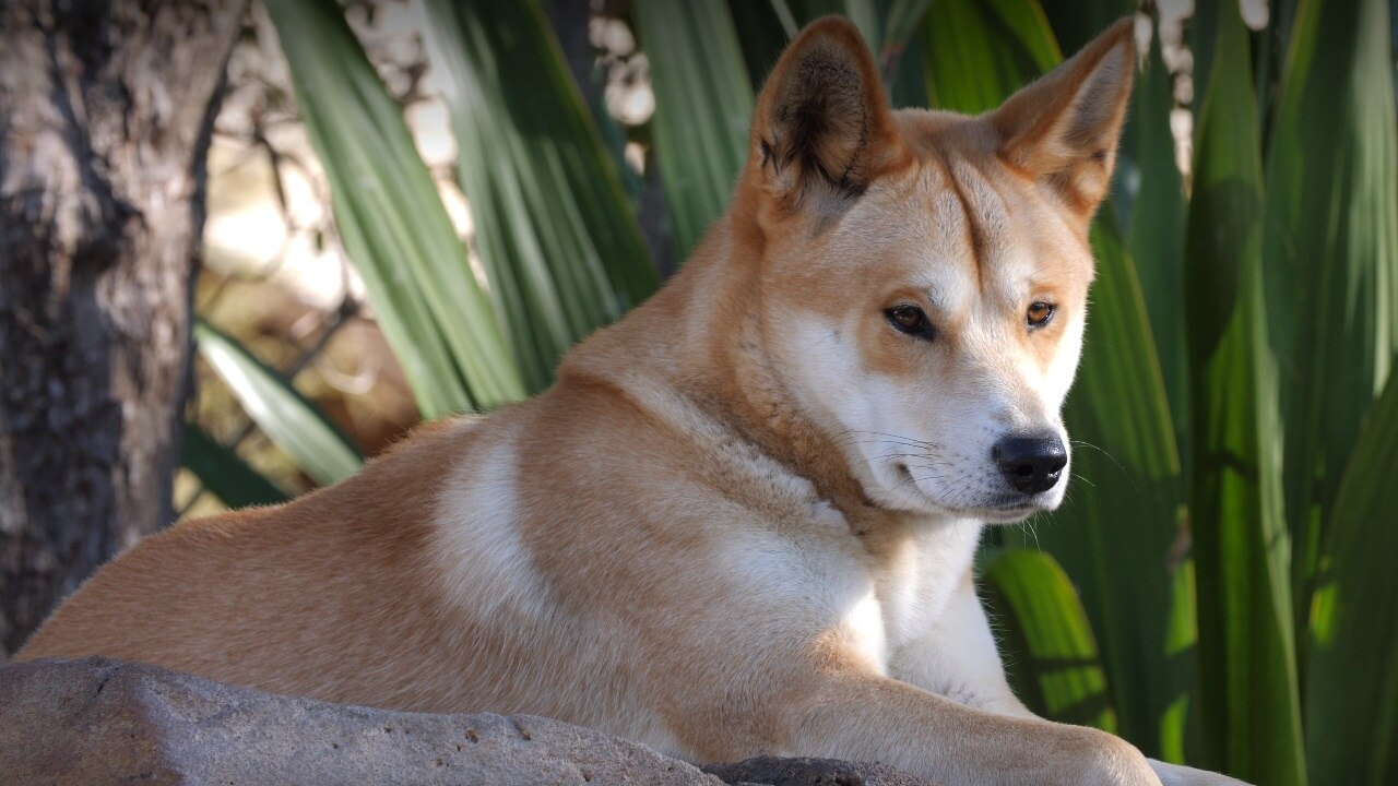 Which Animal Eats Dingoes