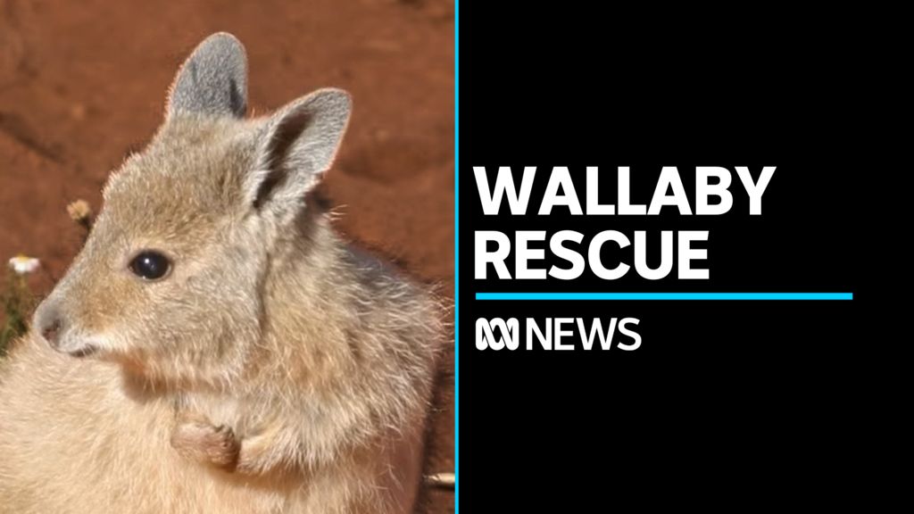 Wallaby populations are on the decline, but there is hope for a rescue ...