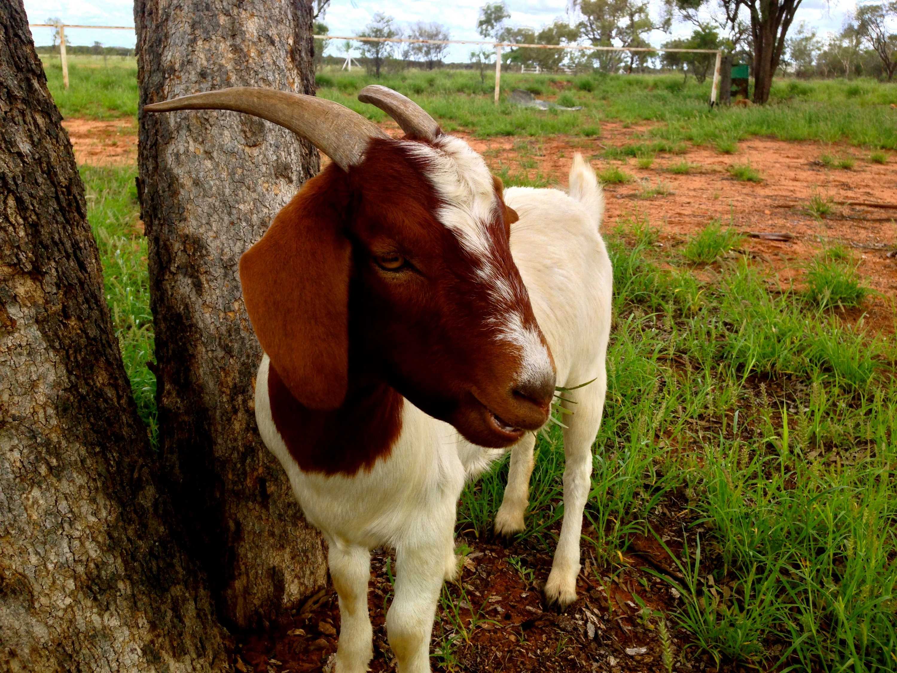 Northern Territory pastoralist hopes for goat comeback - ABC News
