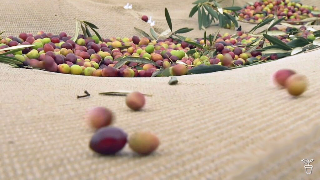 FAQs - Browning aspidistra leaves | Ripe olives | Splitting bee hives - Gardening Australia