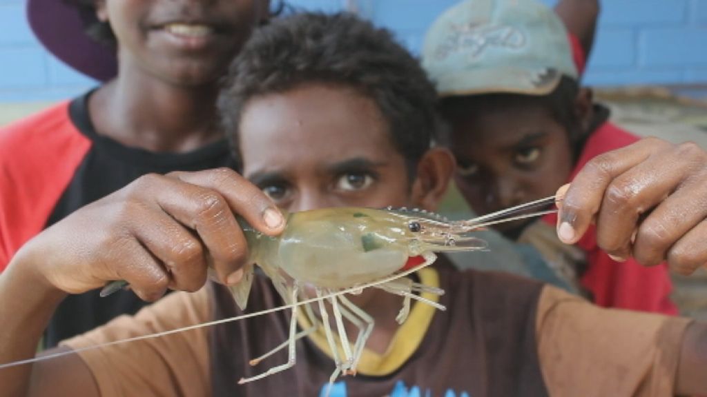Chef sources traditional ingredients for bush tucker-inspired grub ...