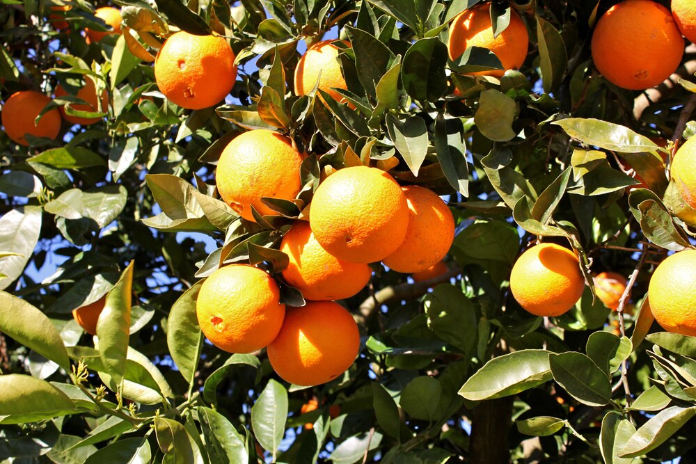 Bulga - 2330 - Location - ABC News