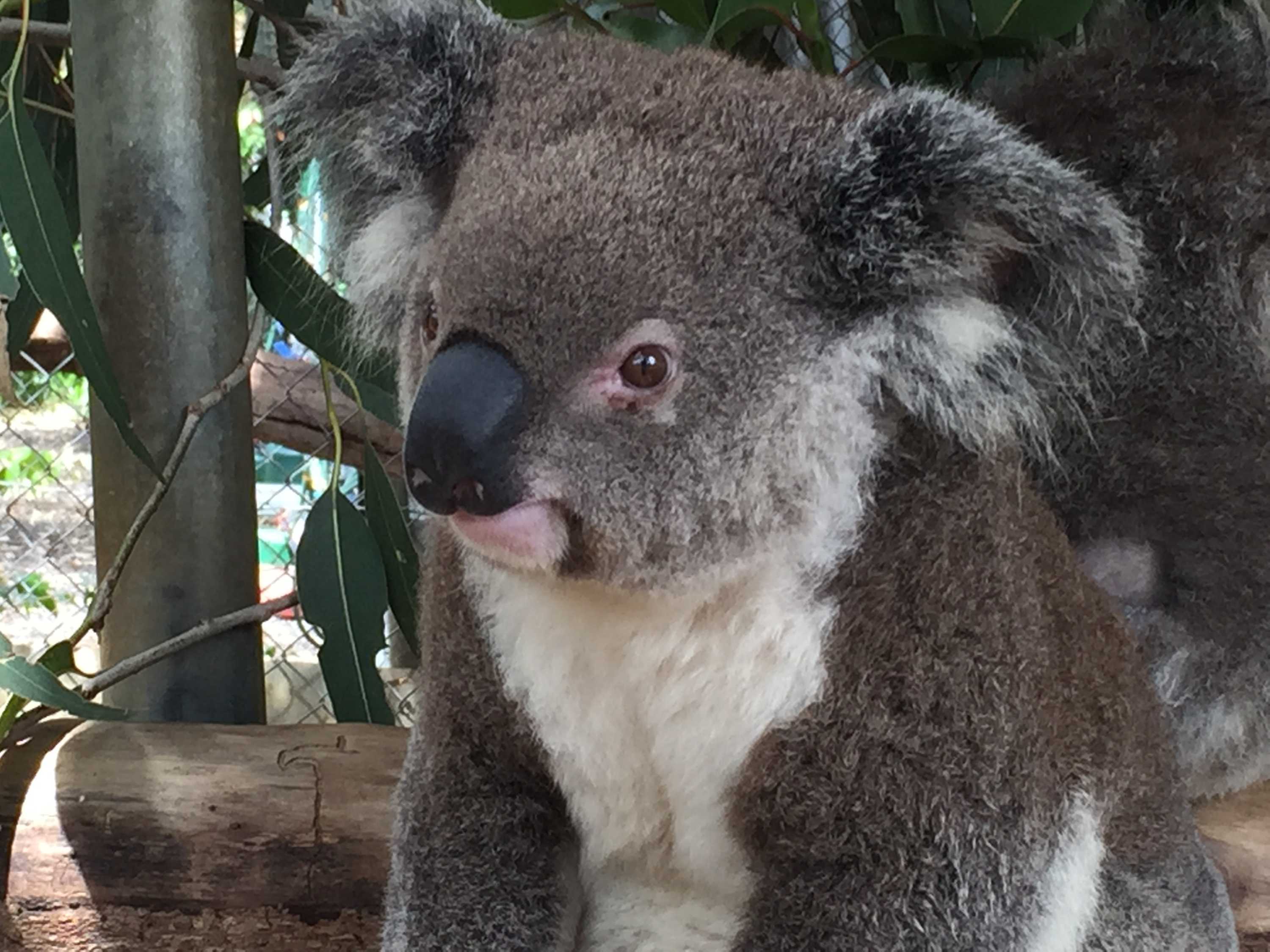 Koala count: Adelaide Hills walkers asked to help research efforts ...