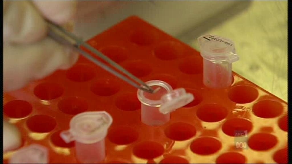 CSI Brisbane: Queensland's forensic labs spruik for more chemists - ABC ...