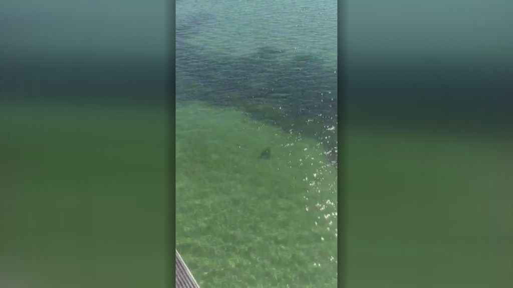 A shark spotted at Moana, in Adelaide's south, on January 9, 2022 ...