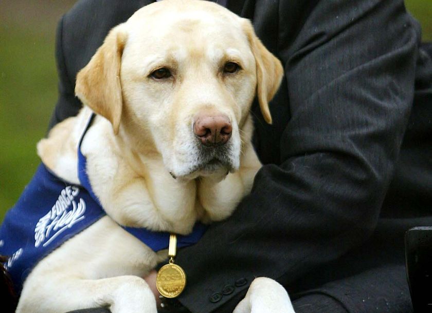 'World's most decorated dog' bound for big screen - ABC News