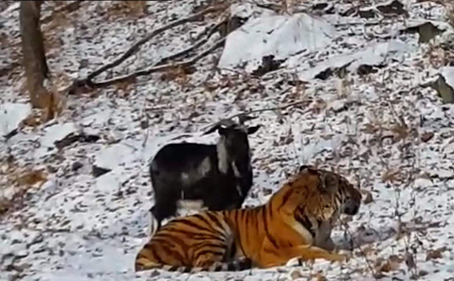 Tiger befriends goat instead of eating it; activists urge zoo to break ...