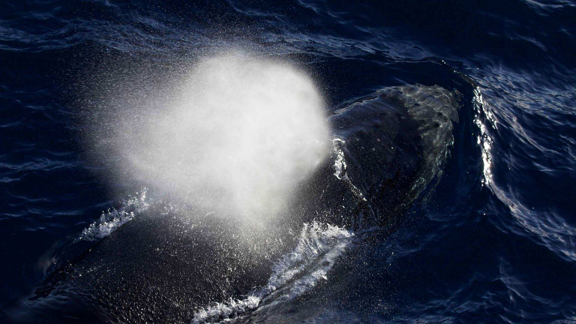 Curious Kids: Do whales fart and sneeze? - ABC Education