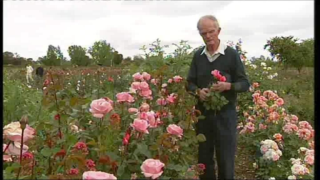 World's largest rose garden - ABC News