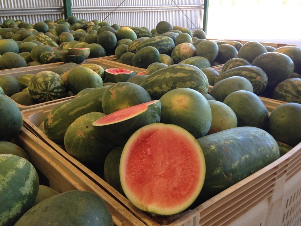 Cold weather makes it tough to sell northern melons - ABC News