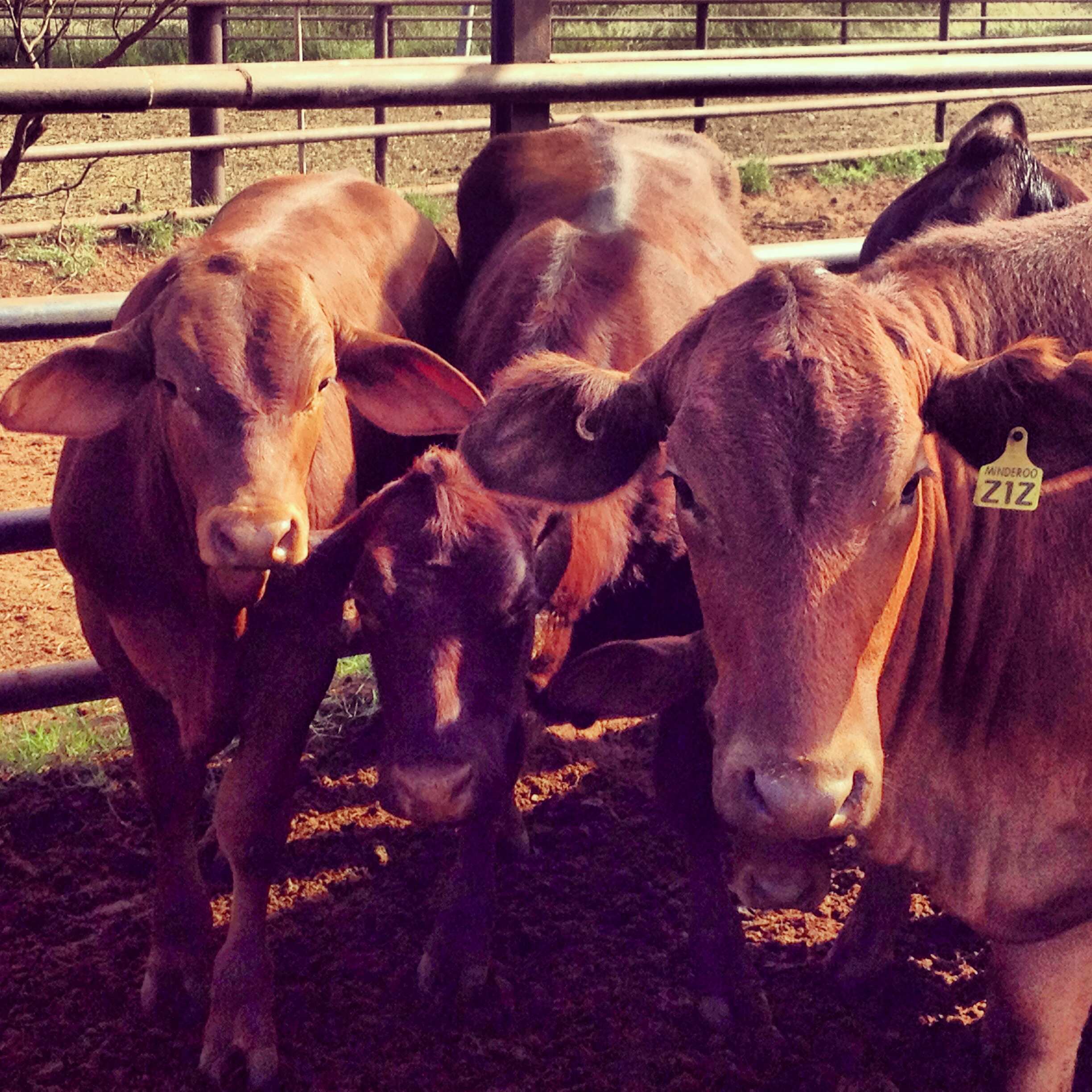 Optimism for resumption of live exports from WA's Pilbara, following ...