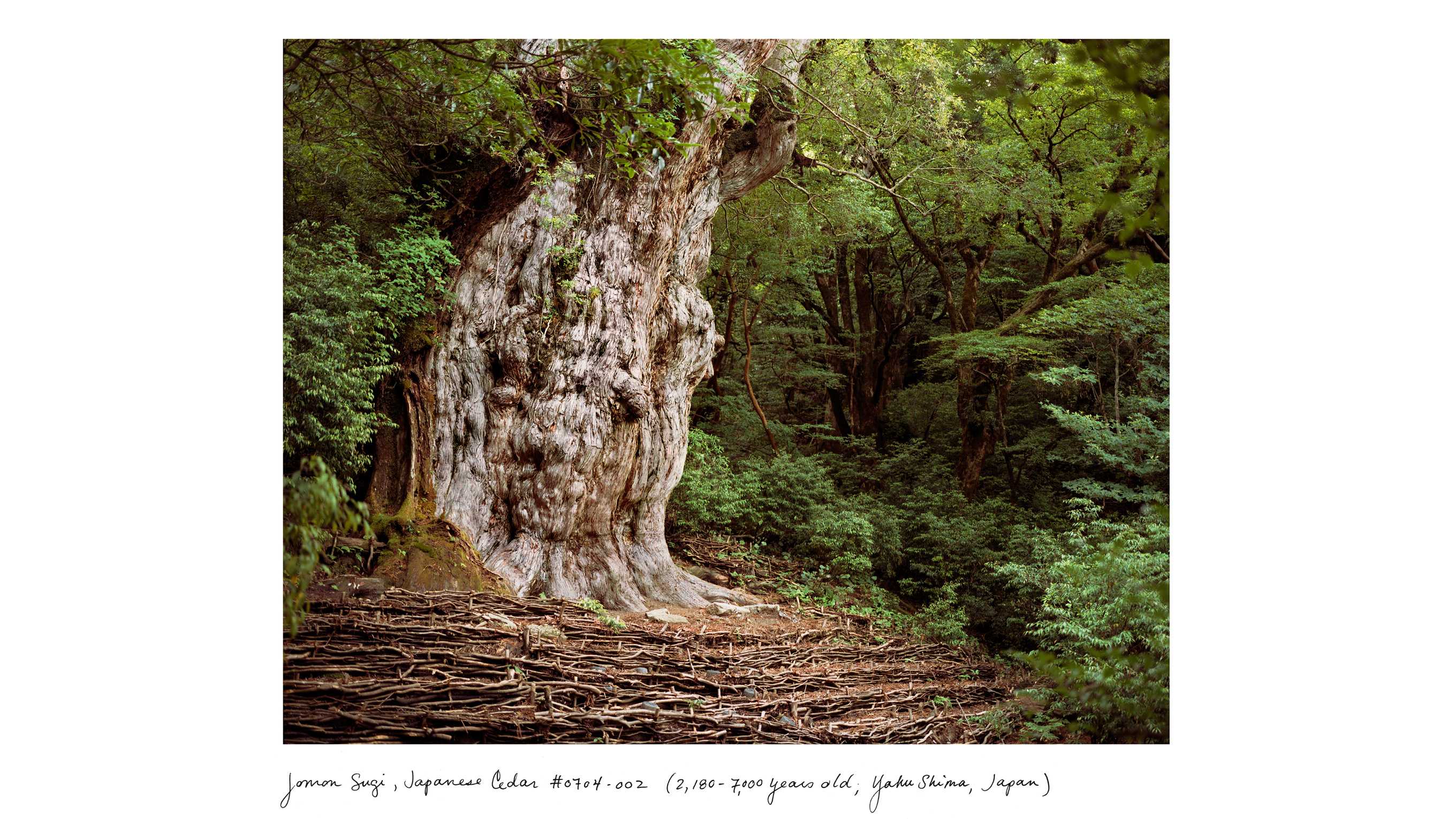An artist goes in search of the oldest living organisms on Earth - ABC ...