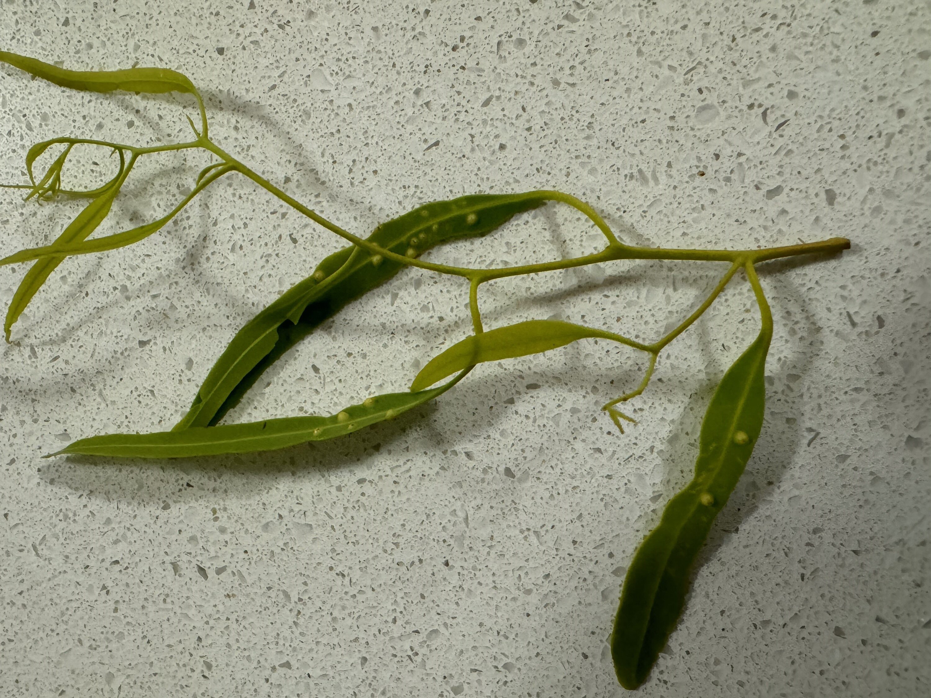 Roots and Shoots with Amber Cunningham and Sabrina Hahn - ABC listen