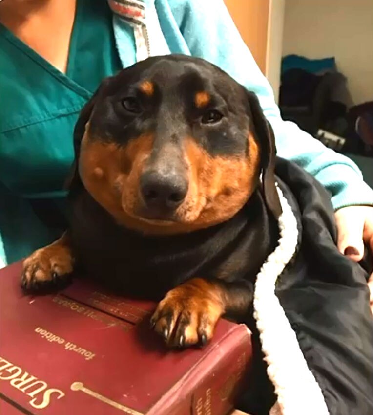 Dog owners shocked to find their tiny dachshund had blown up to three ...