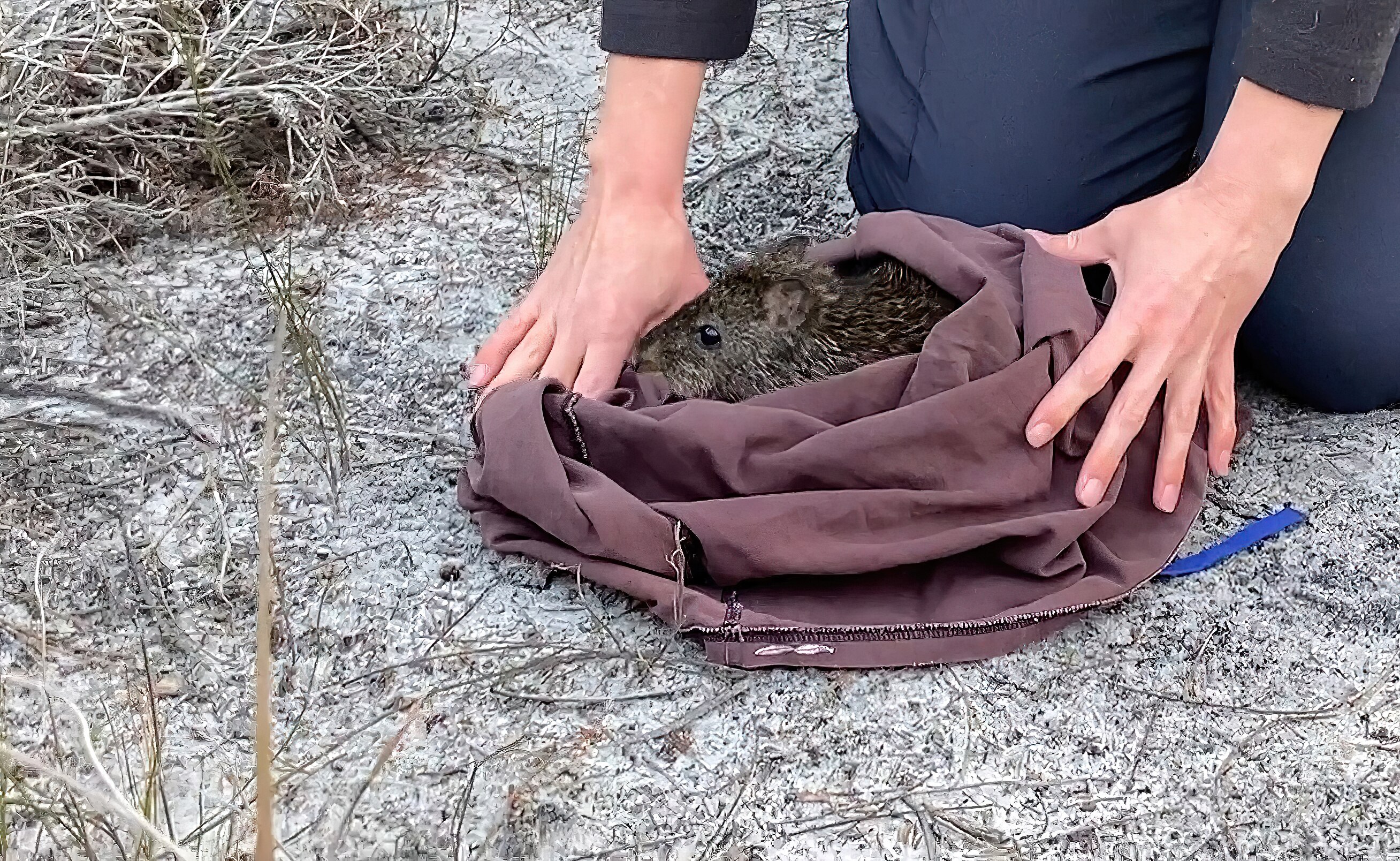 Gilbert's potoroo, world's rarest marsupial, released back into ...