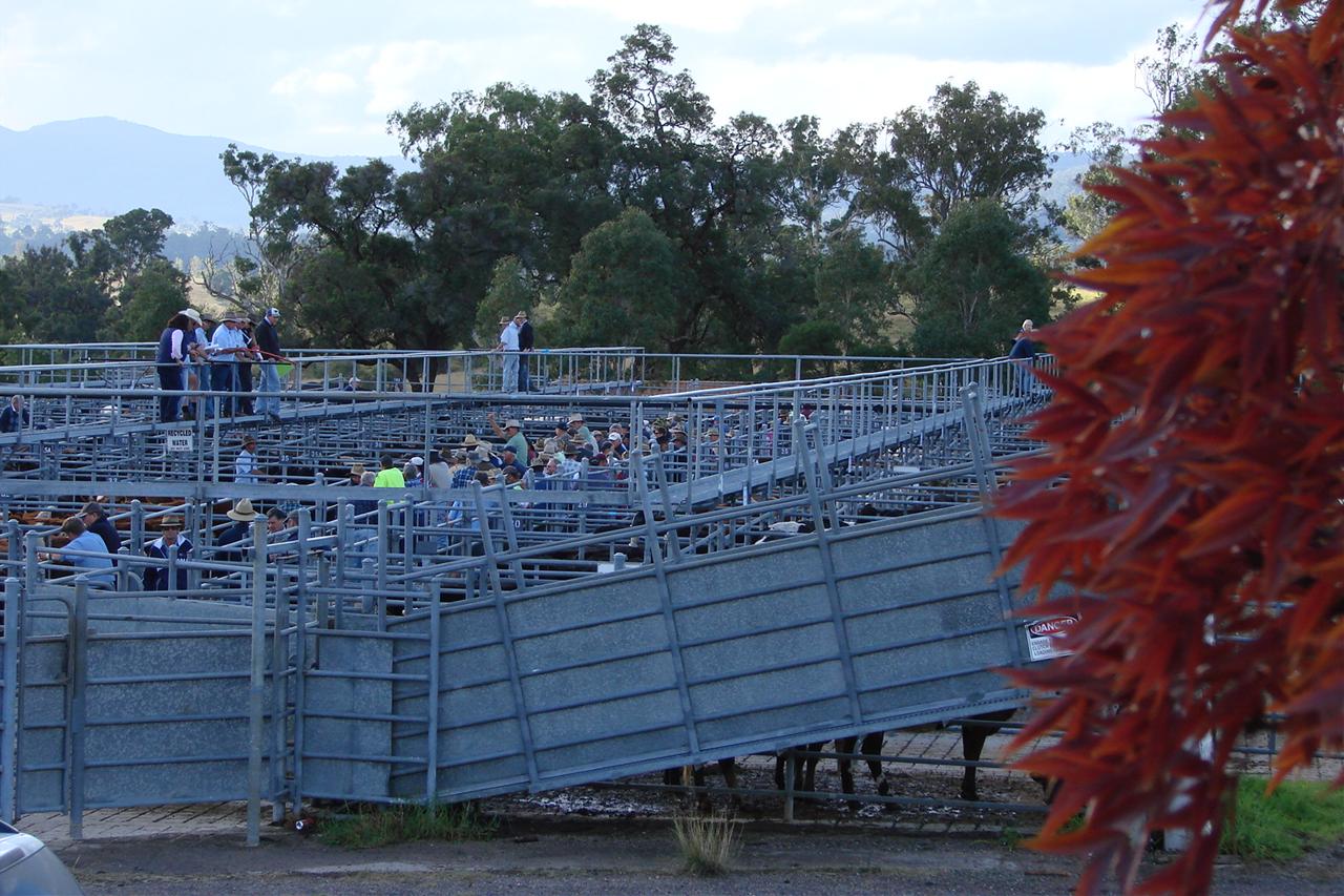 Welcome rain after drought - ABC News