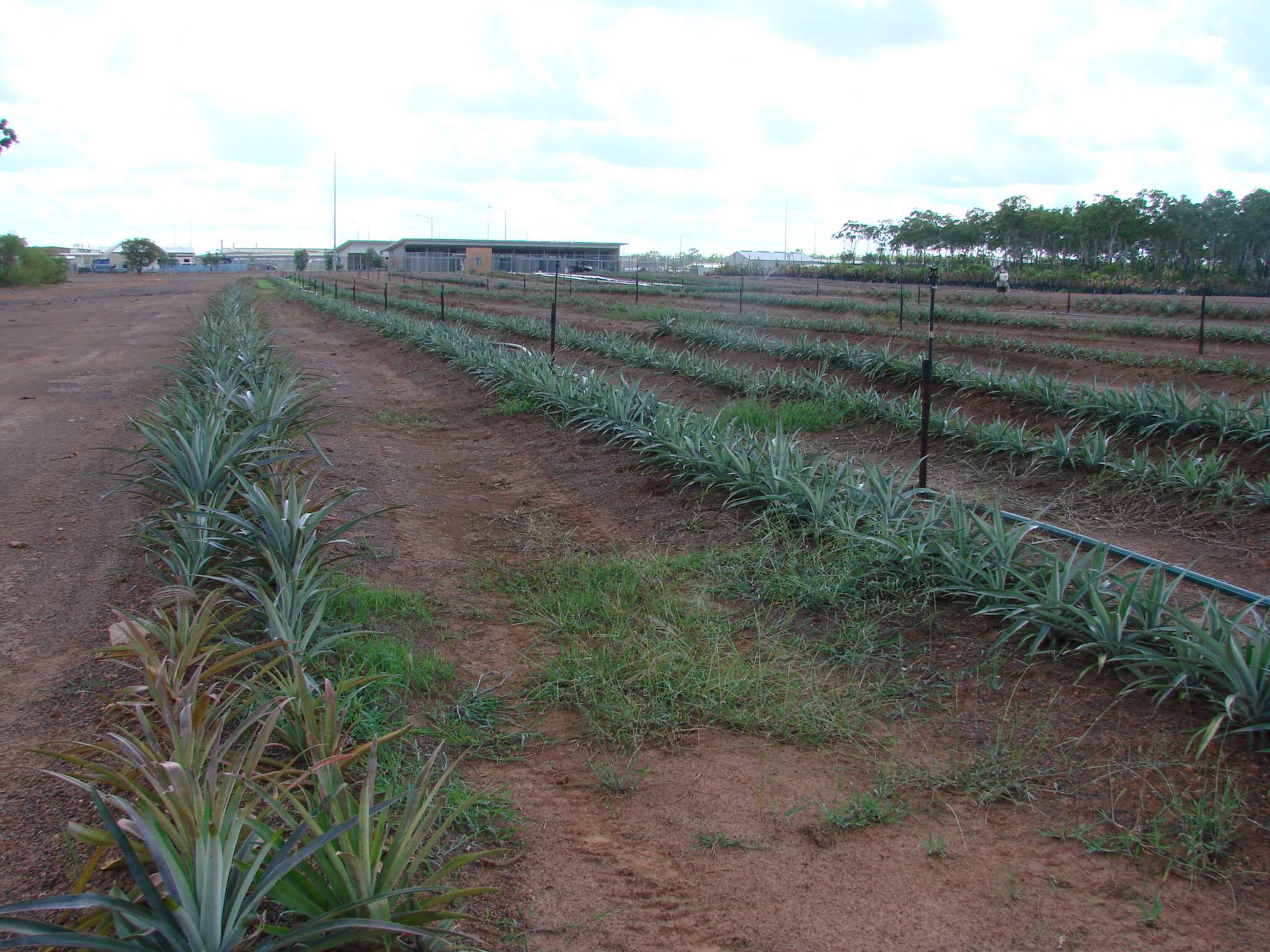 Prison produce plans: Darwin prison farm has $20 million turnover ...