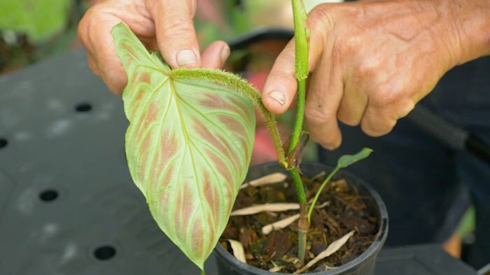 Caring for Aroids - Gardening Australia