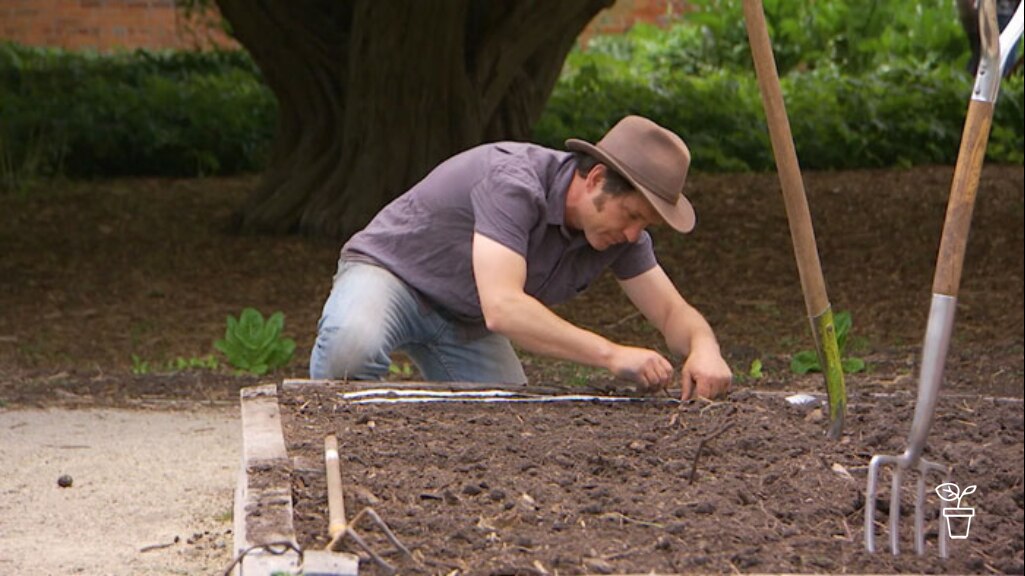 Parsnips in The Patch - Gardening Australia
