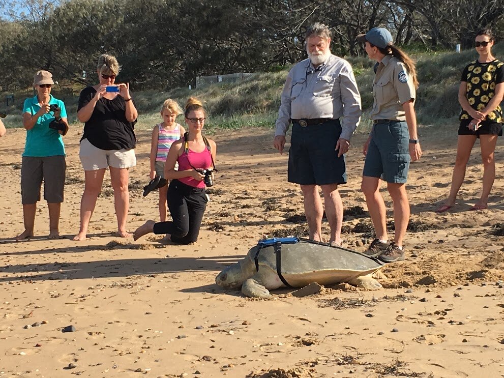 Queensland scientists hope satellite tracker will unlock mysteries of ...