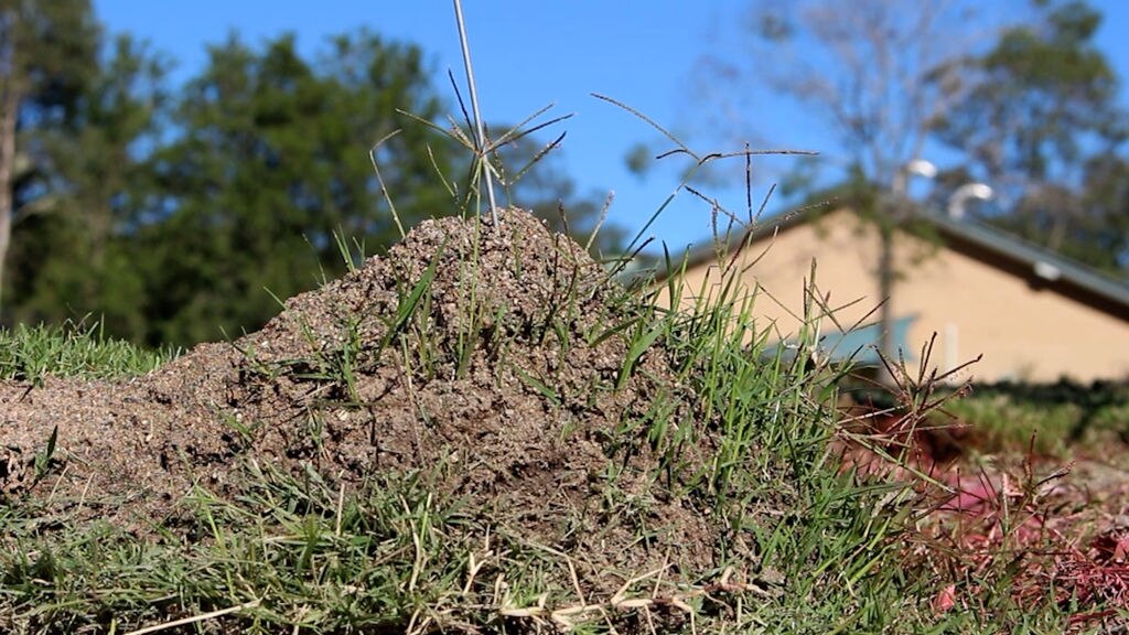 What happens when you poke a fire ant nest? - ABC News