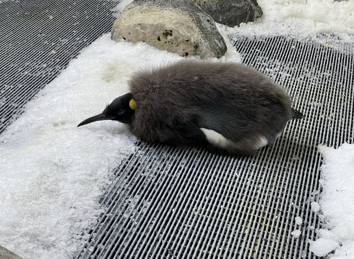 Pesto the penguin breaking new records as the summer slim-down begins ...