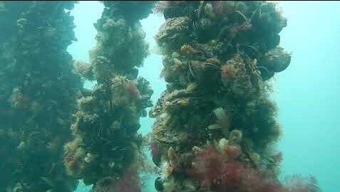 The Big Fish: Jelly Prawns and Big Kings - ABC listen