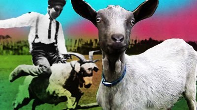 Forgotten Goats - Behind The News