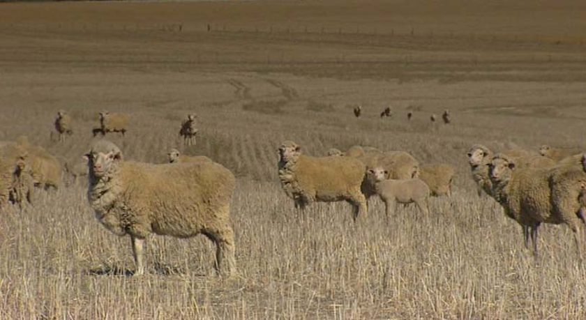 Mulesing protesters target Paris fashion bash - ABC News