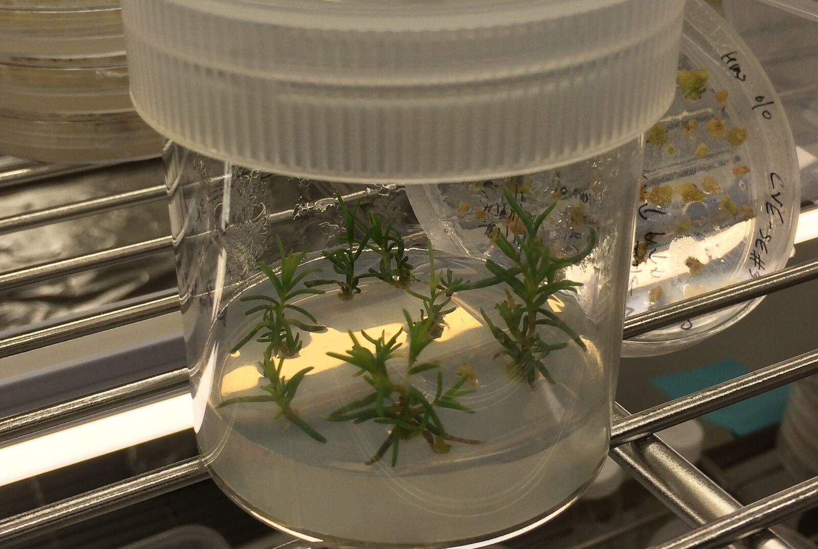 Fusing plant cells offers 'mind-blowing opportunities' for native plant ...