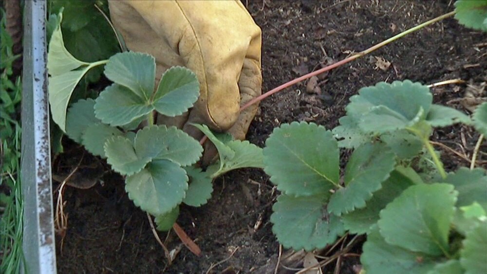 Growing Strawberries - Gardening Australia