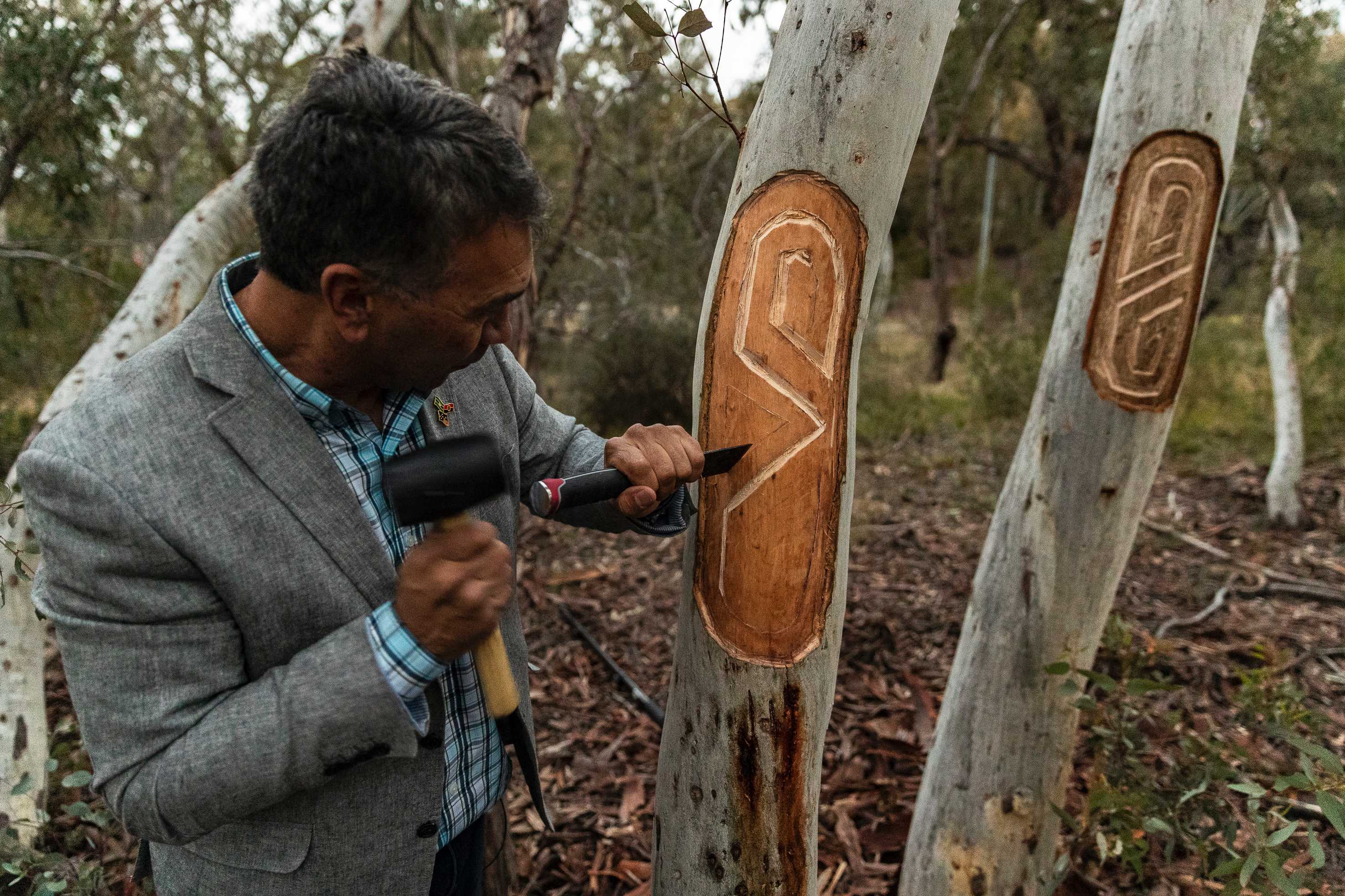 Tree scarring at the NGA - ABC listen