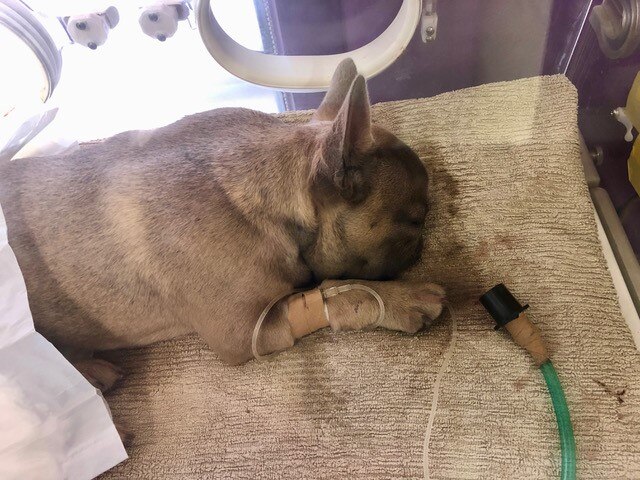 Are Bulldogs Bite Weak