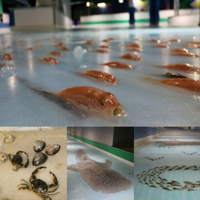 Japanese skating rink featuring 5,000 frozen fish closes amid uproar ...