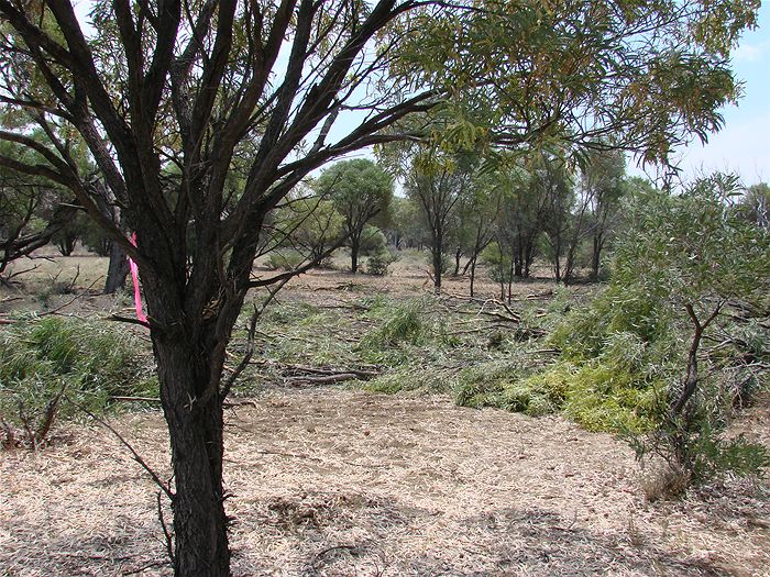 New tree clearing laws in Queensland - ABC News