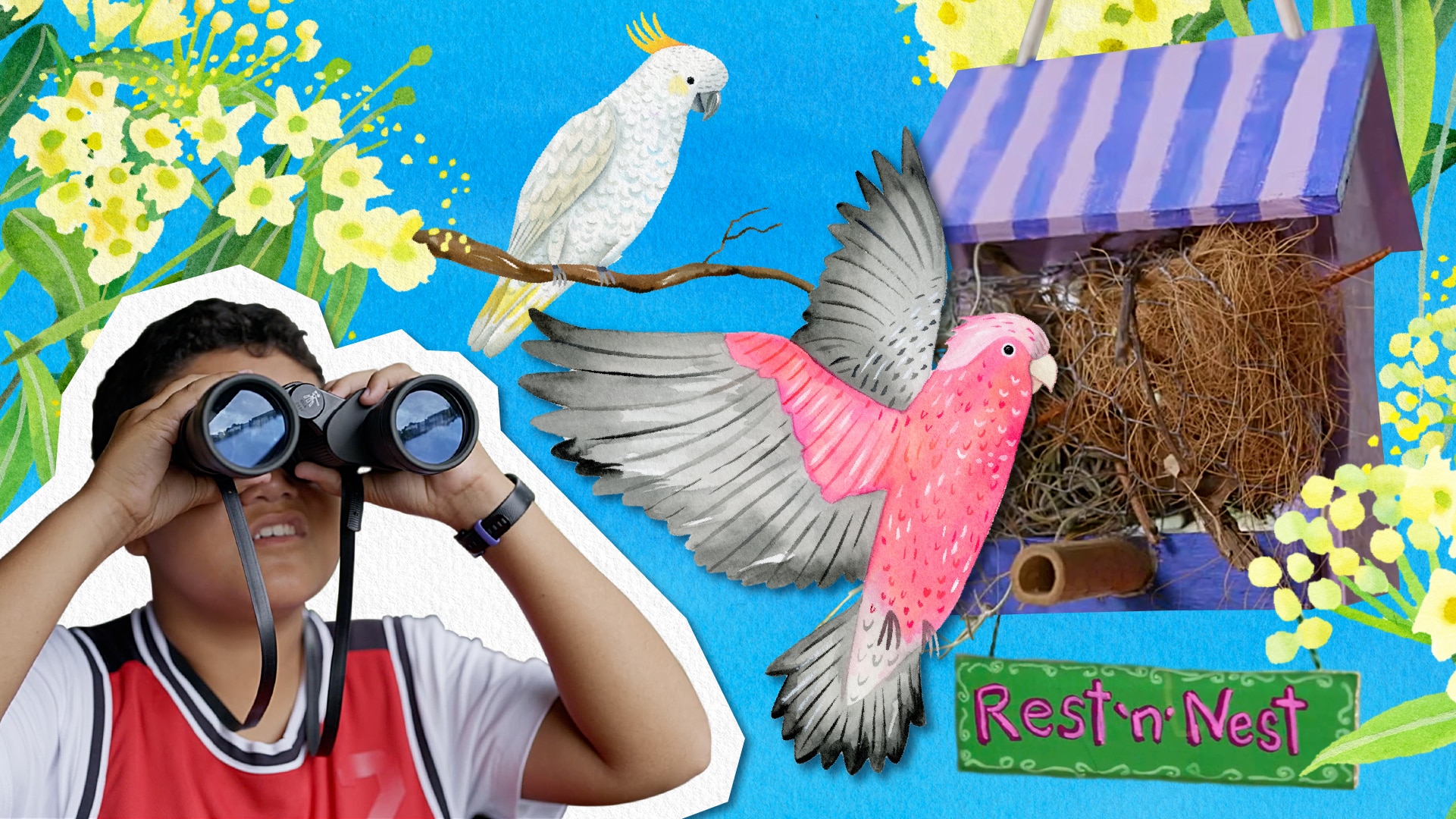 Build a Birds Nest Shop - Gardening Australia Junior Activity - ABC Kids