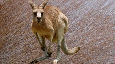 Kangaroo Cull - Behind The News