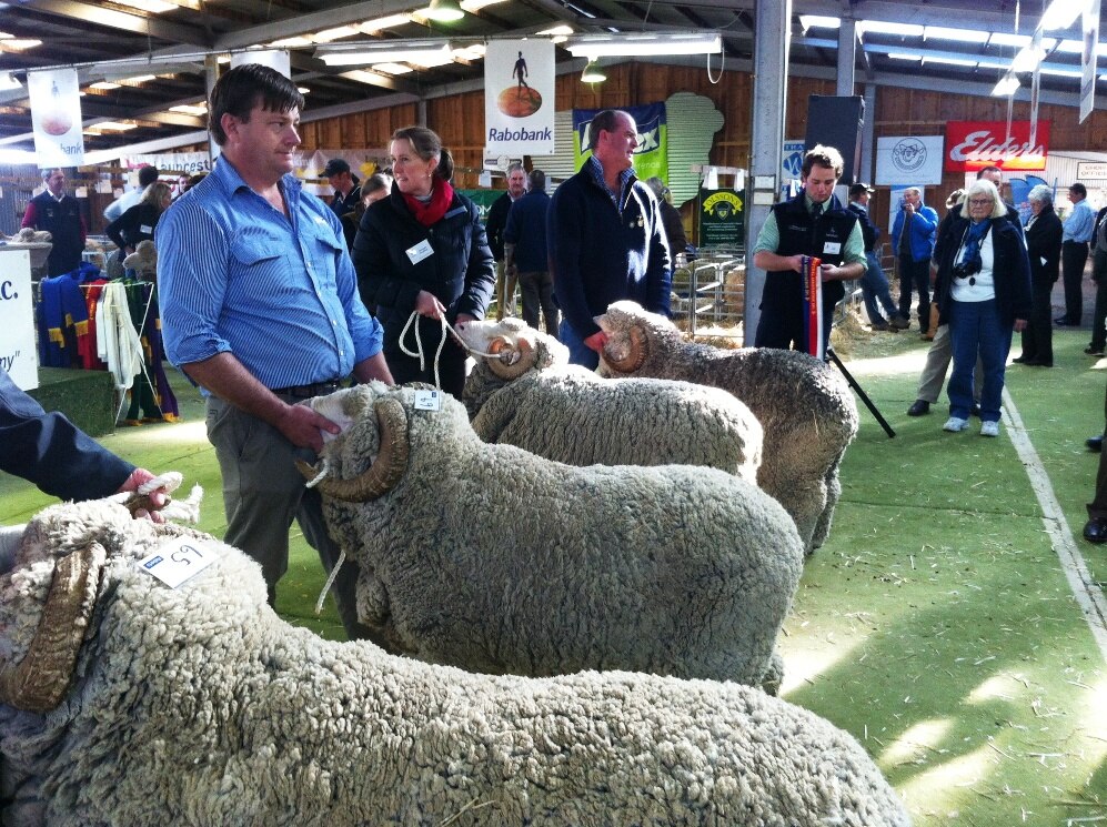 Dairy prominent at wool show - ABC News