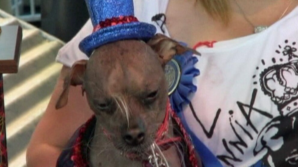 Mugly wins ugly dog competition - ABC News