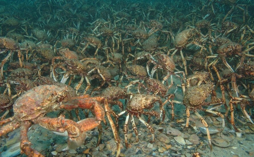 Up to 100,000 Spider Crabs are 'shedding their pyjamas' in Port Phillip ...