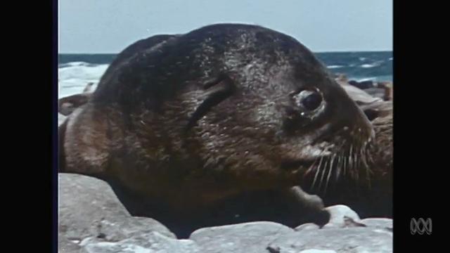 Our Animals: Swimming with seals - ABC Education
